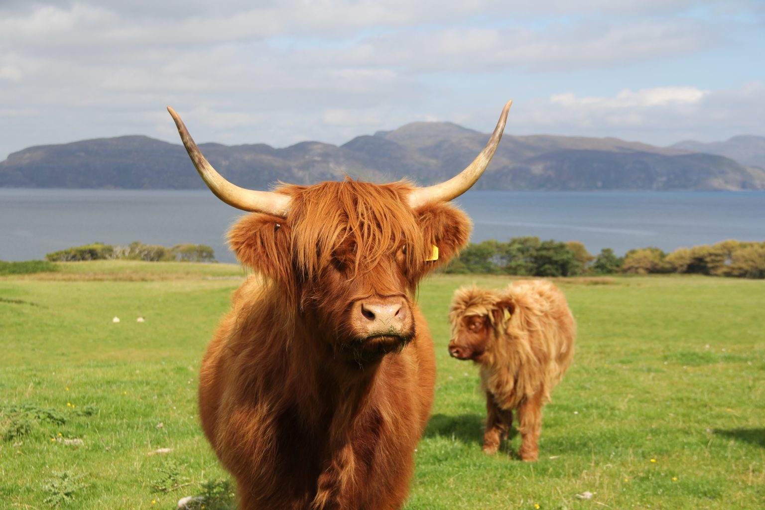 Highland Cattle – www.highland.de