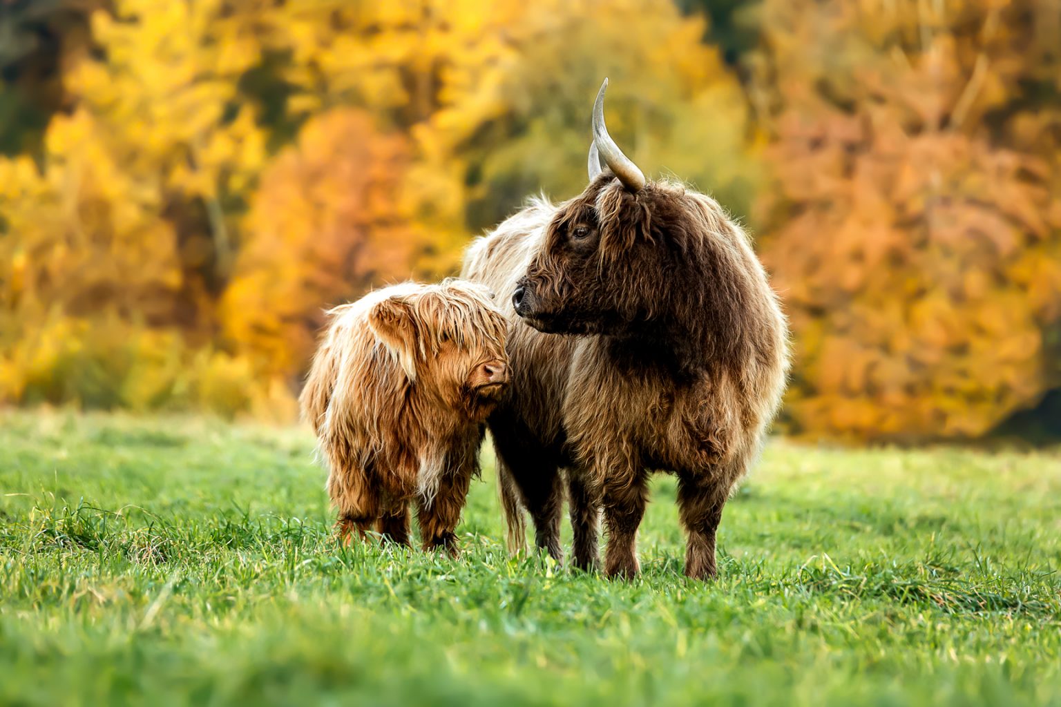 Highland Cattle – www.highland.de